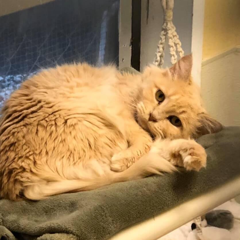 Cat and Kitten Adoption | Pasados Safe Haven