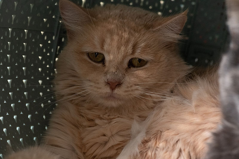 Cat and Kitten Adoption | Pasados Safe Haven