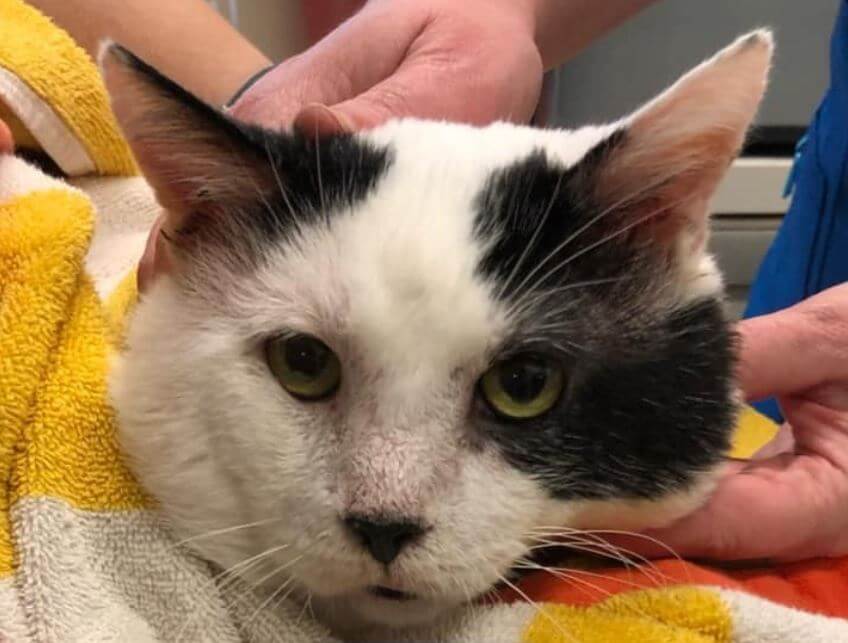 Cat and Kitten Adoption | Pasados Safe Haven
