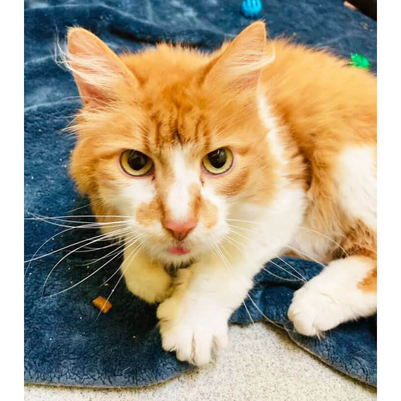 Cat and Kitten Adoption | Pasados Safe Haven