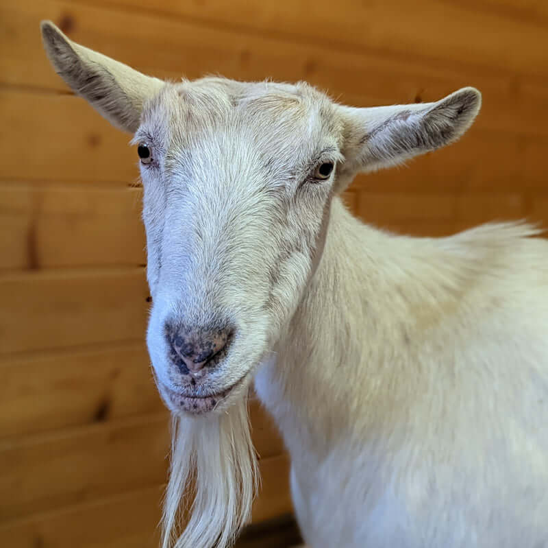 Farm Animal Adoption - Pasado's Safe Haven - Animal Rescue & Sanctuary