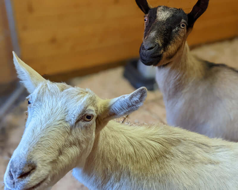 Farm Animal Adoption | Pasados Safe Haven