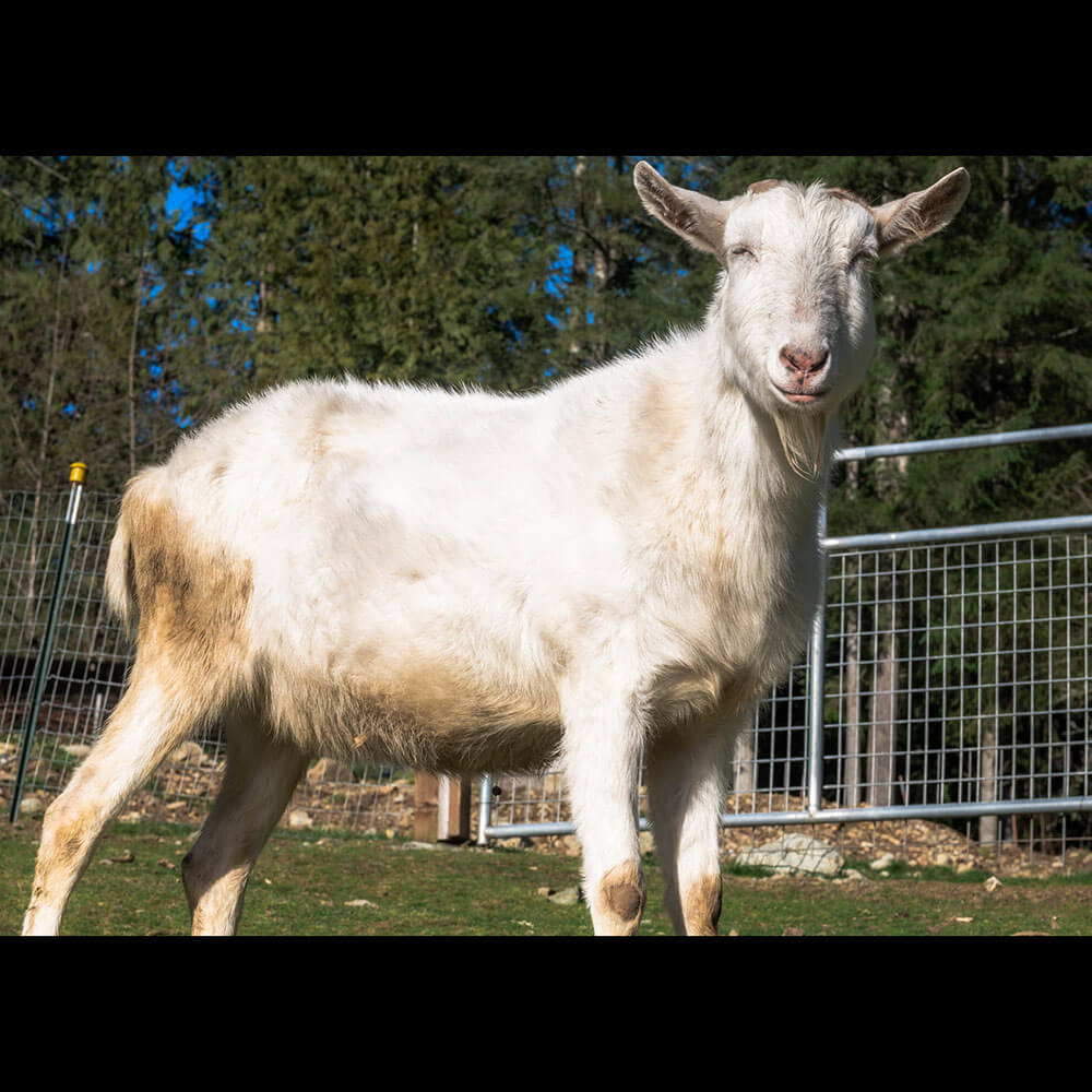 Farm Animal Adoption | Pasados Safe Haven