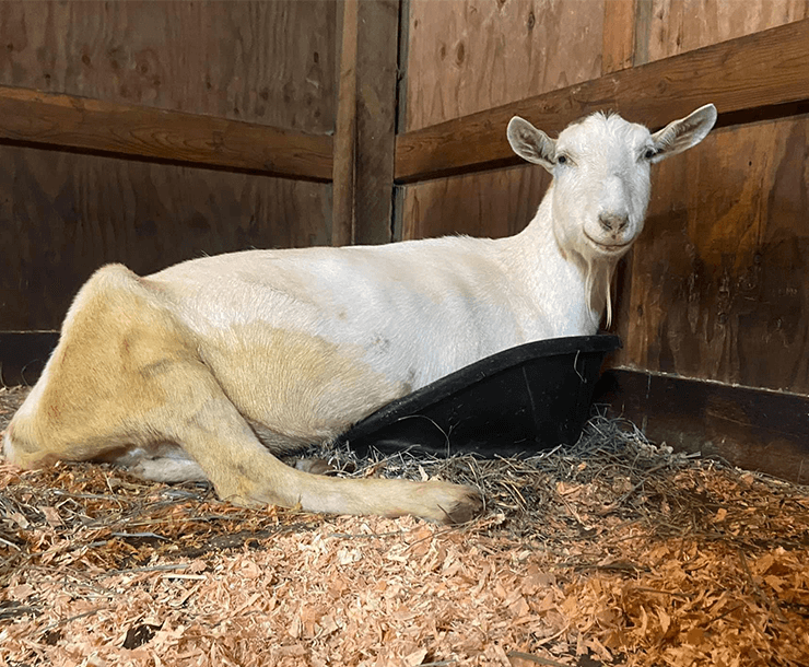 Farm Animal Adoption - Pasado's Safe Haven