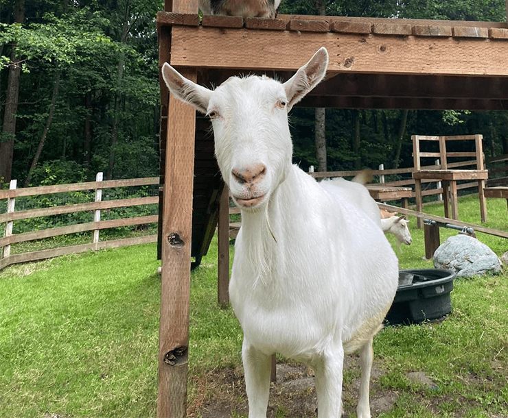 Farm Animal Adoption - Pasado's Safe Haven