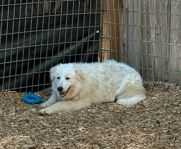 Dog and Puppy Adoptions - Pasado's Safe Haven