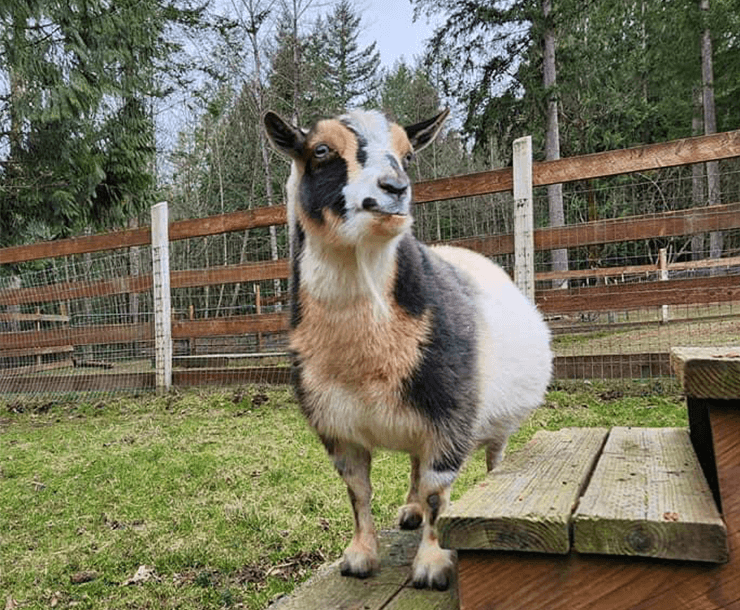 Farm Animal Adoption - Pasado's Safe Haven