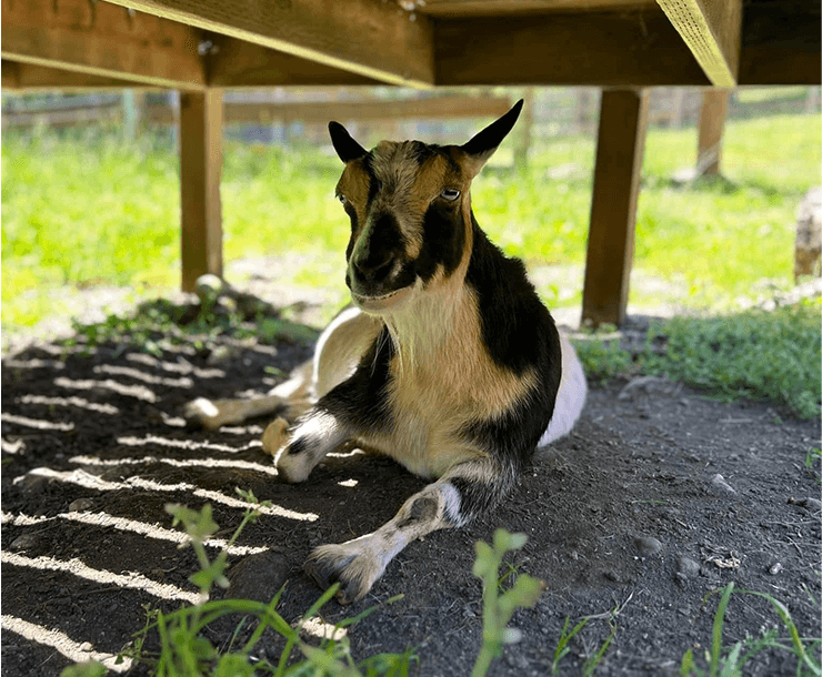 Farm Animal Adoption - Pasado's Safe Haven