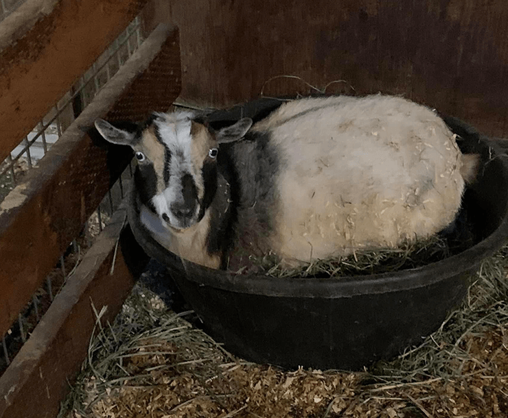 Farm Animal Adoption - Pasado's Safe Haven