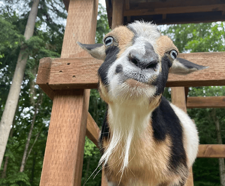 Farm Animal Adoption - Pasado's Safe Haven