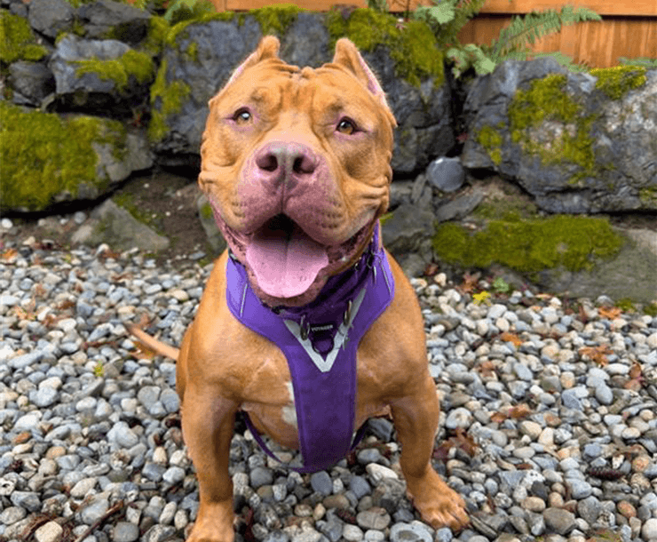 Dog and Puppy Adoptions - Pasado's Safe Haven