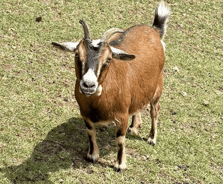 Farm Animal Adoption - Pasado's Safe Haven