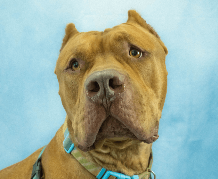 Dog and Puppy Adoptions - Pasado's Safe Haven