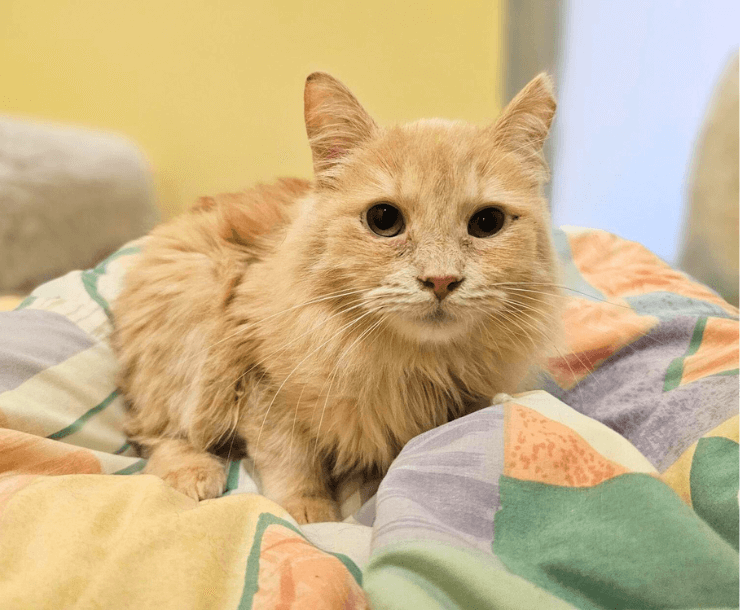 Cat Adoptions - Pasado's Safe Haven